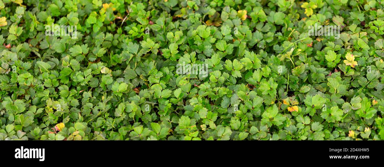 natural background of leaves of light green color. Full Frame Shot Of ...