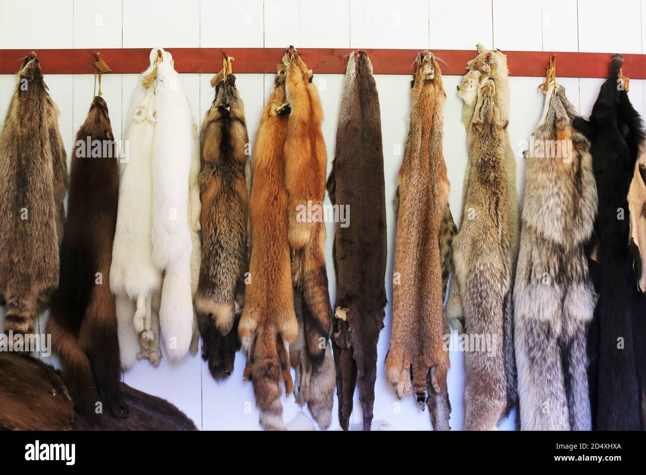 From the skins of animals hi-res stock photography and images - Alamy