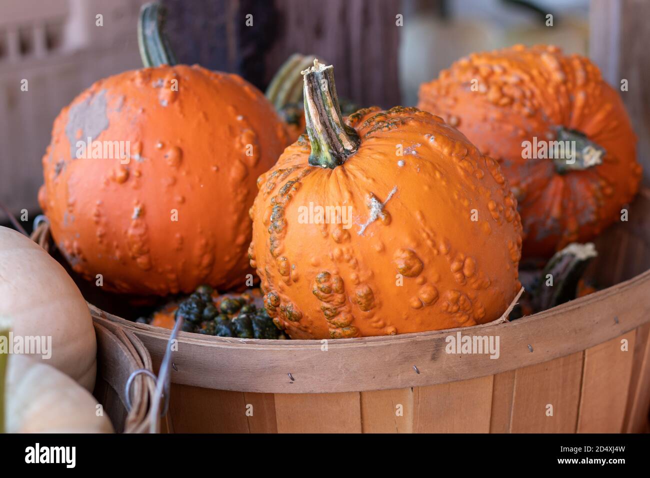 Side View of Farmers Market Basket full of orange bumpy pumpkins . High ...