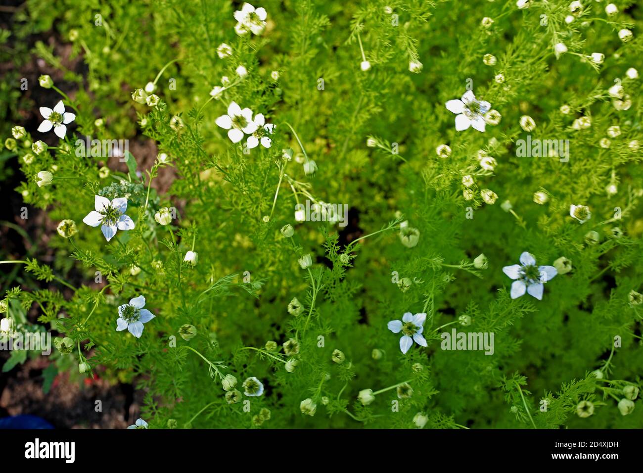 Green black cumin growing on the field with flower Stock Photo - Alamy