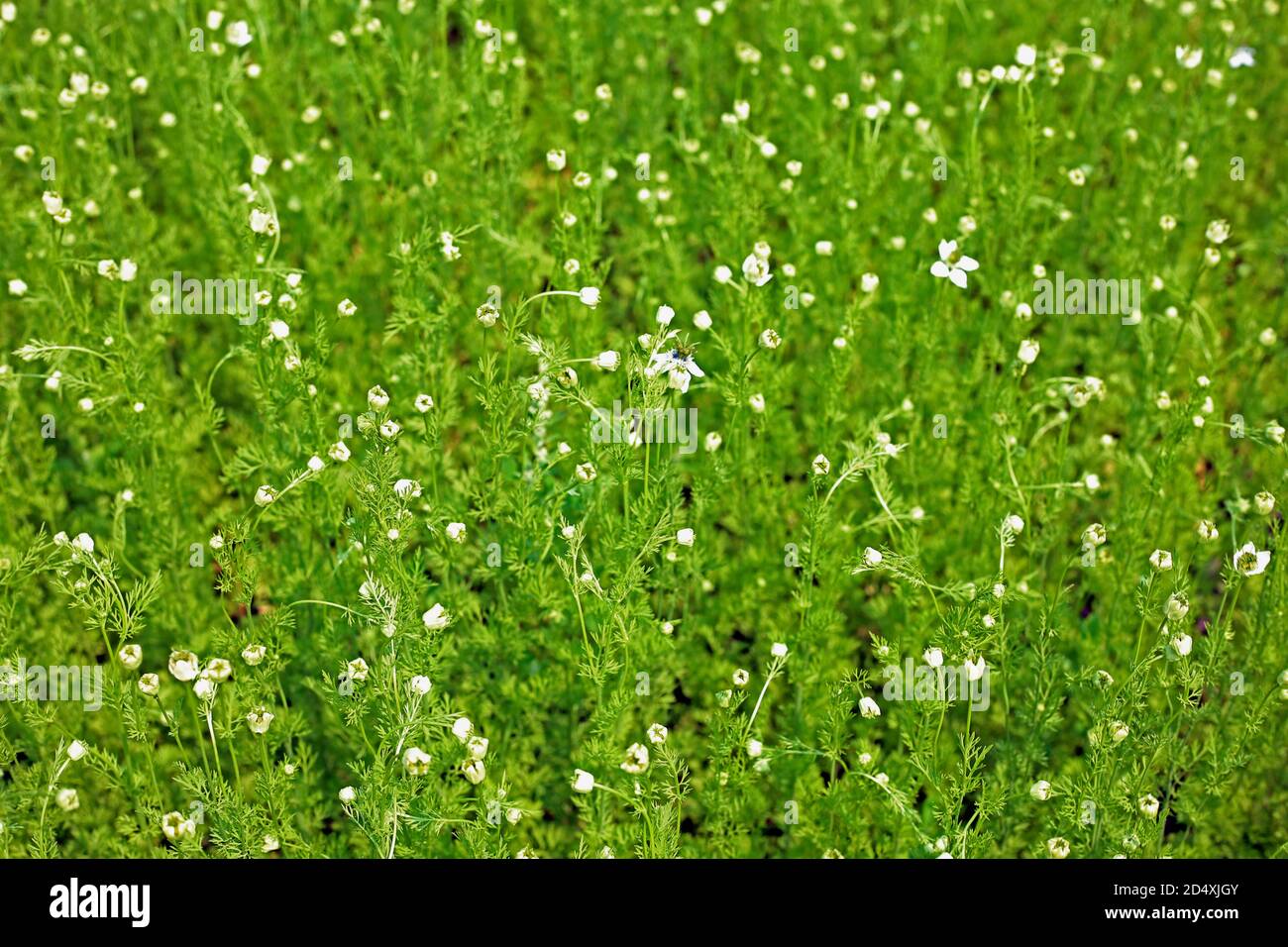 Benefits of black cumin hi-res stock photography and images - Alamy