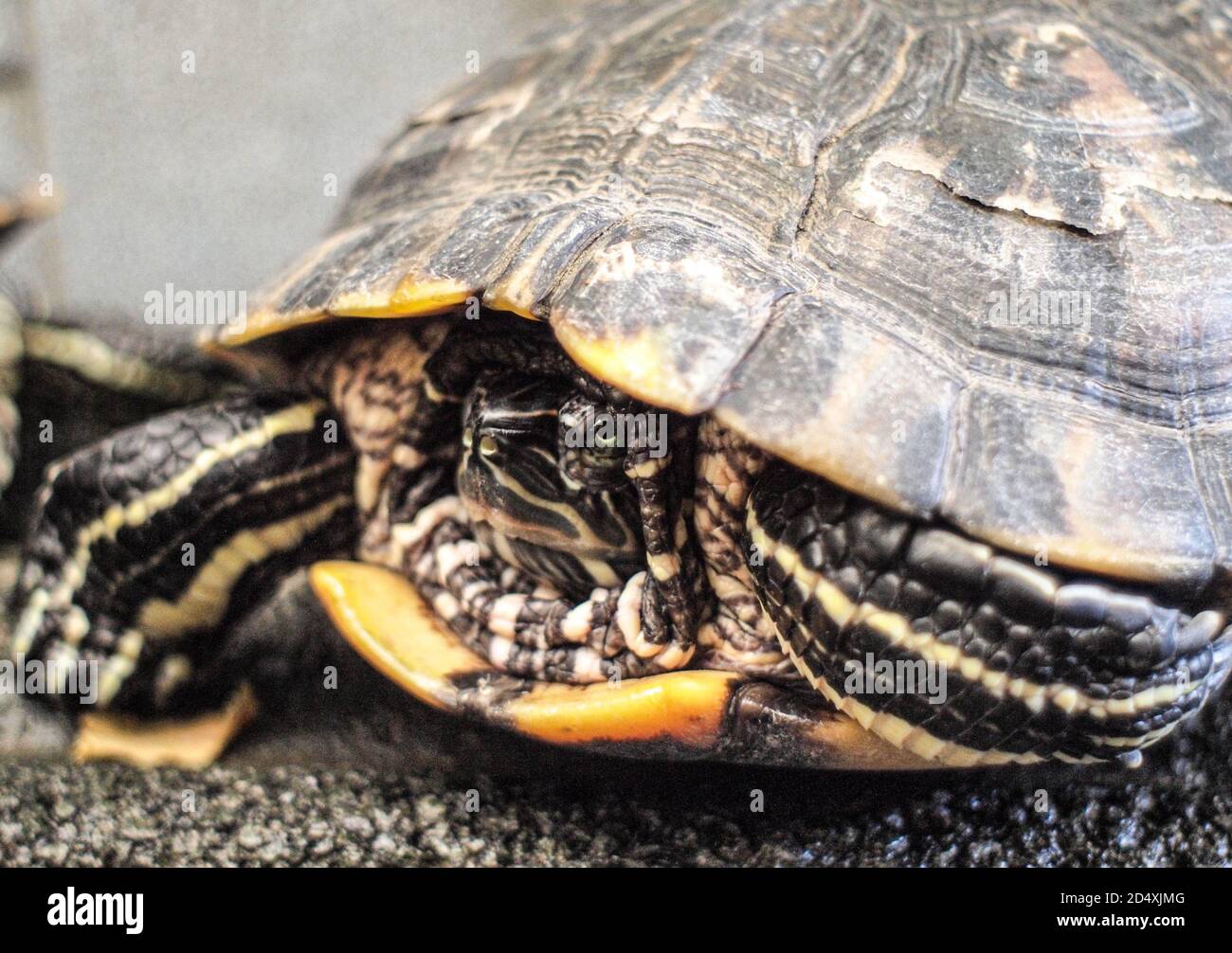Red Eared Slider Close-up. Side view pet turtle red-eared slider Stock ...