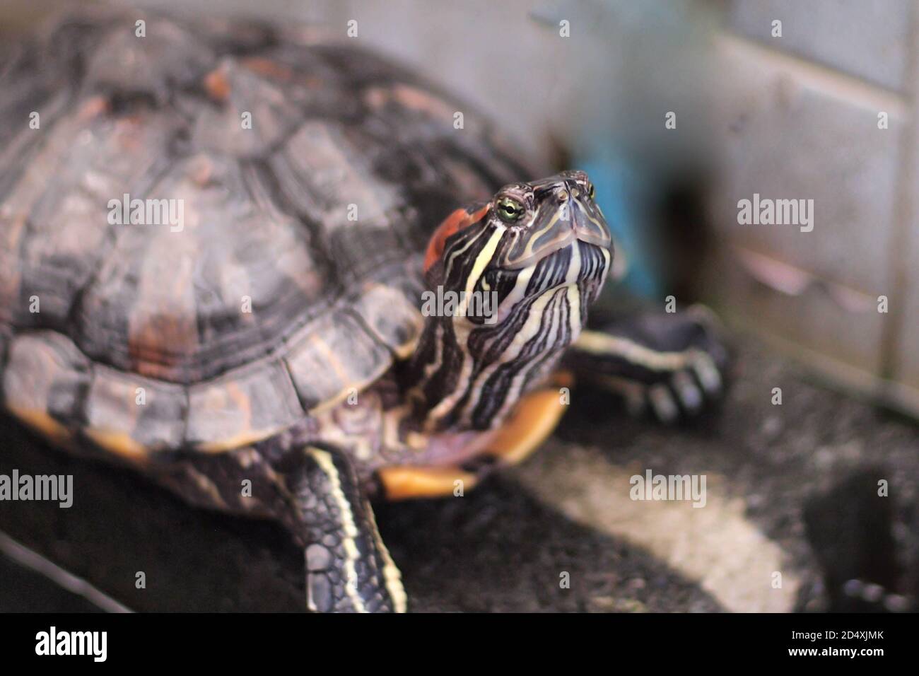 Red Eared Slider Close-up. Side view pet turtle red-eared slider Stock ...