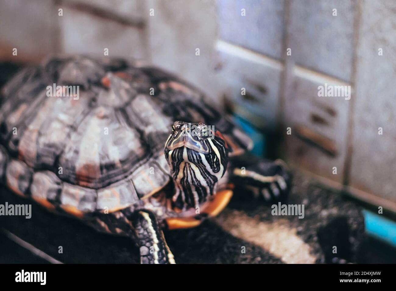 Red Eared Slider Close-up. Side view pet turtle red-eared slider Stock ...