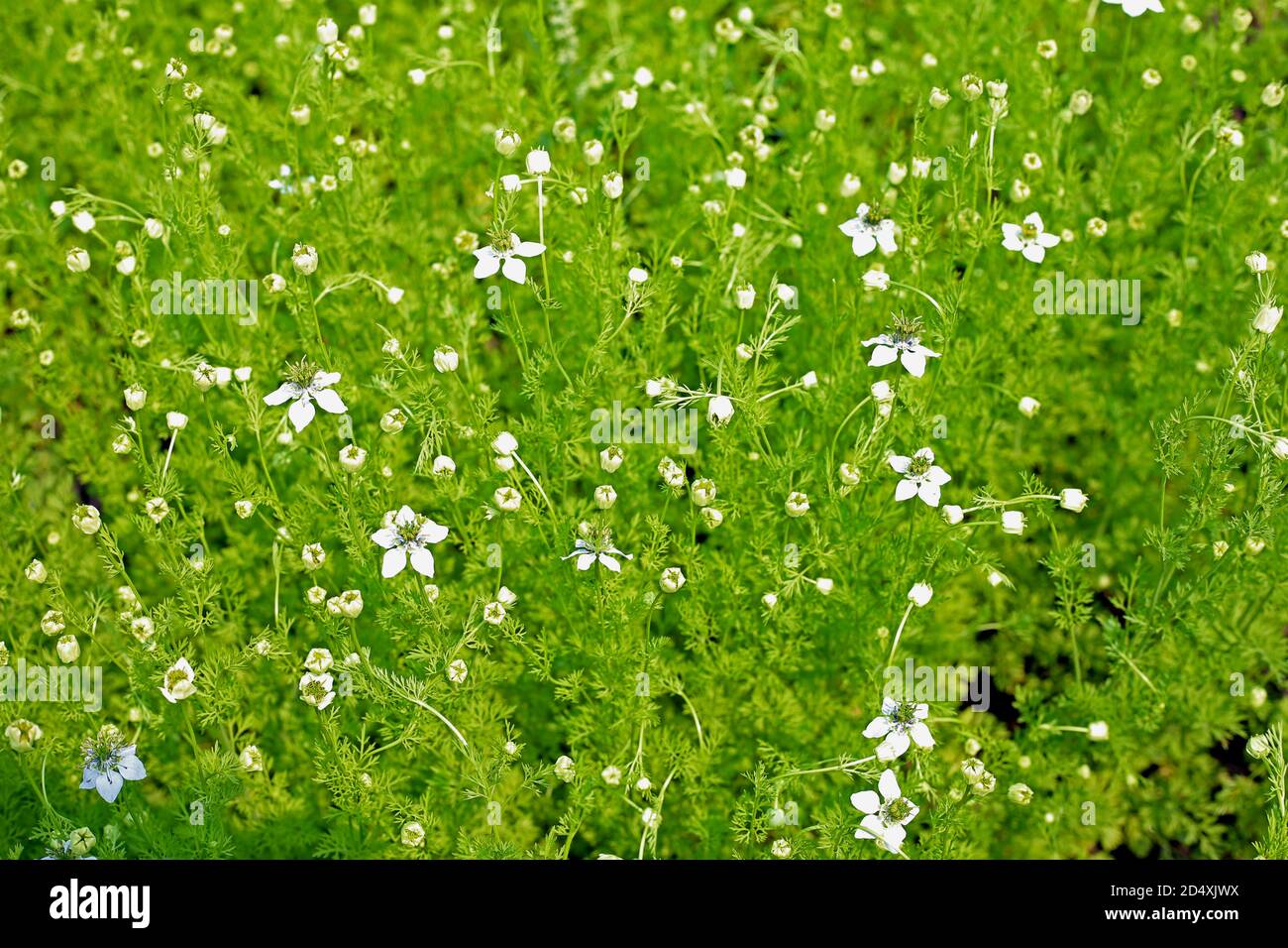 Green black cumin growing on the field with flower Stock Photo - Alamy