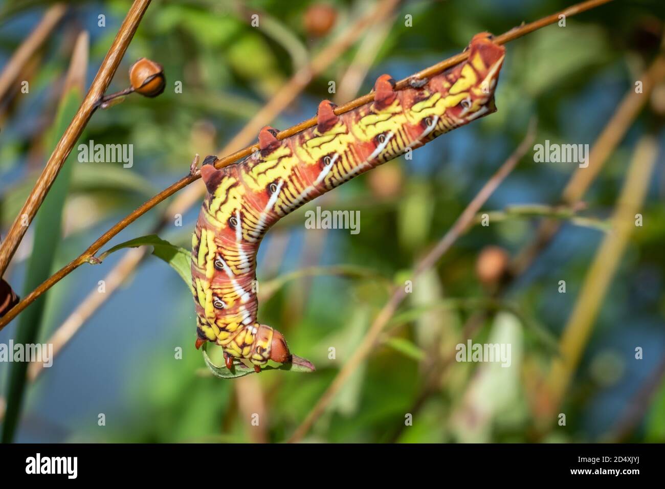Carolina sphinx moth caterpillar hi-res stock photography and images ...