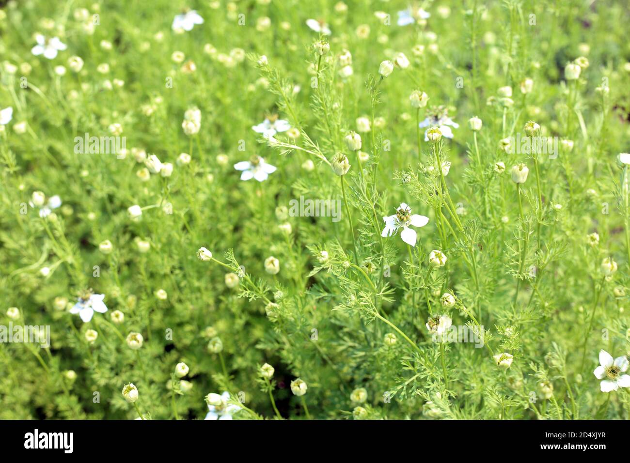 Green black cumin growing on the field with flower Stock Photo - Alamy