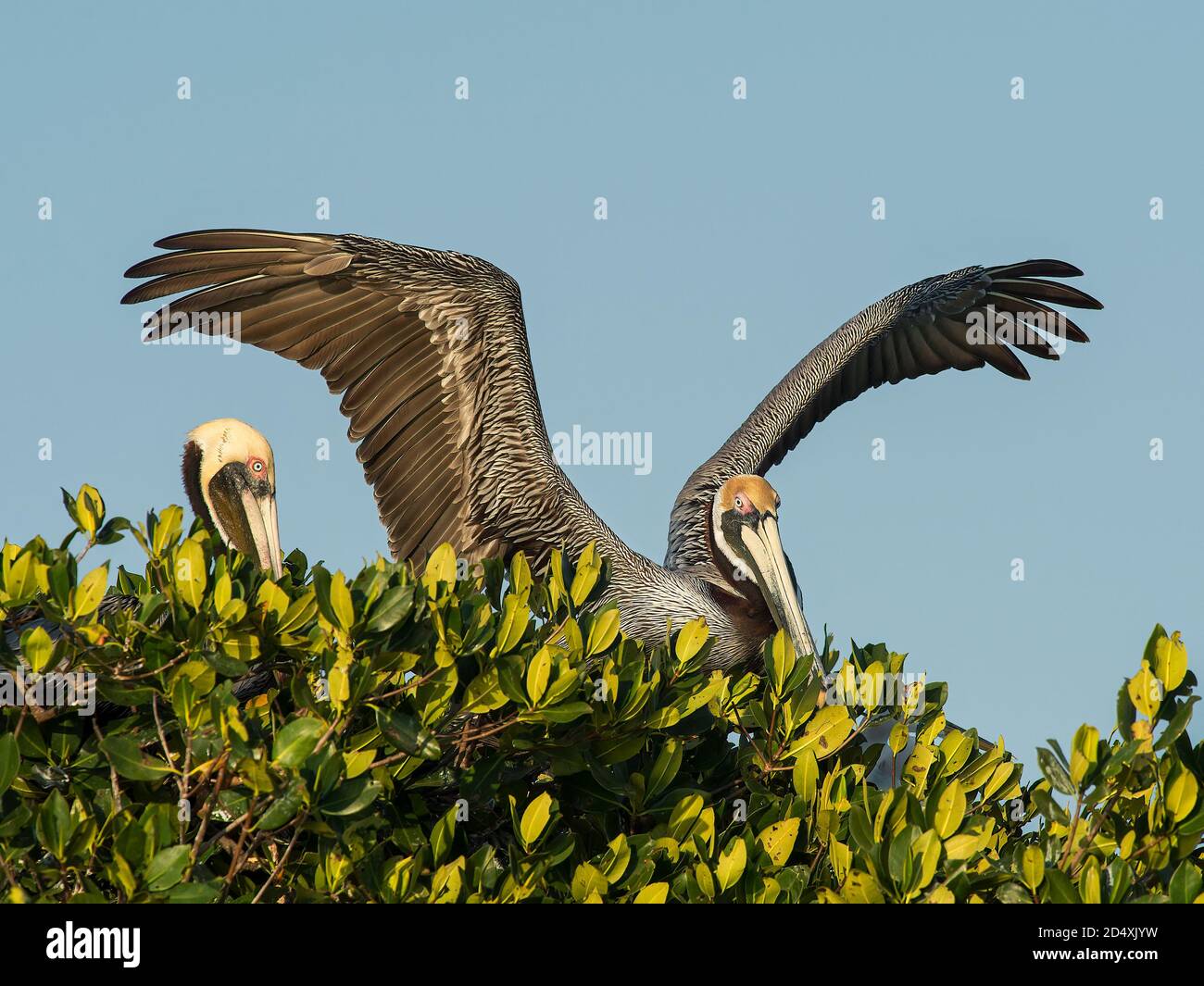Pelican tree hi-res stock photography and images - Alamy