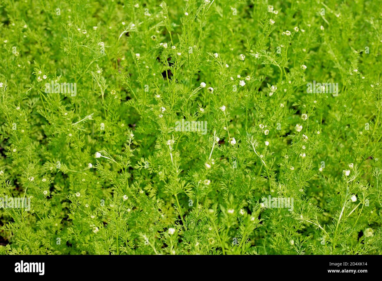 Green black cumin growing on the field with flower Stock Photo - Alamy
