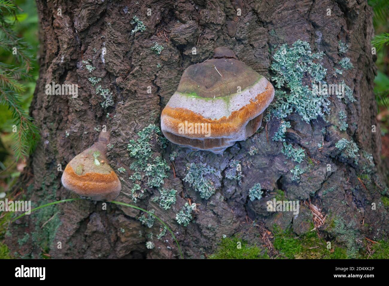 Fruit bodies of Ganoderma lucidum on the trunk of a tree Stock Photo ...