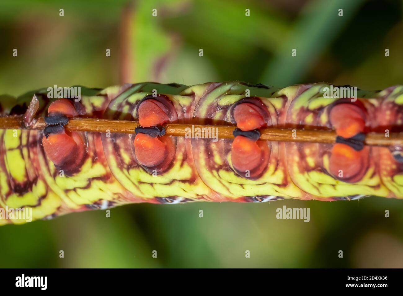 The prolegs and feet of a Banded Sphinx (Eumorpha fasciatus ...