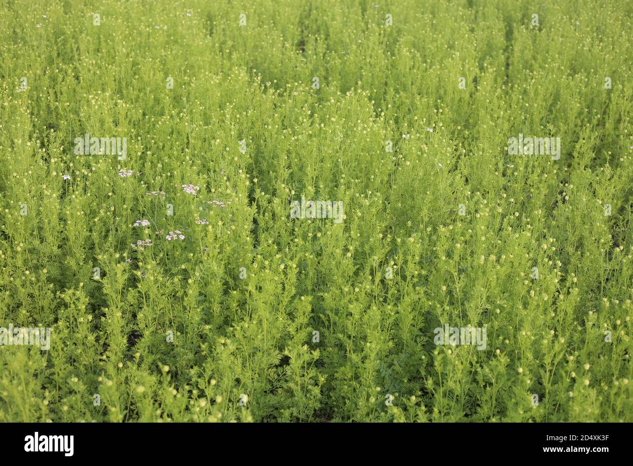 Green black cumin growing on the field with flower Stock Photo - Alamy