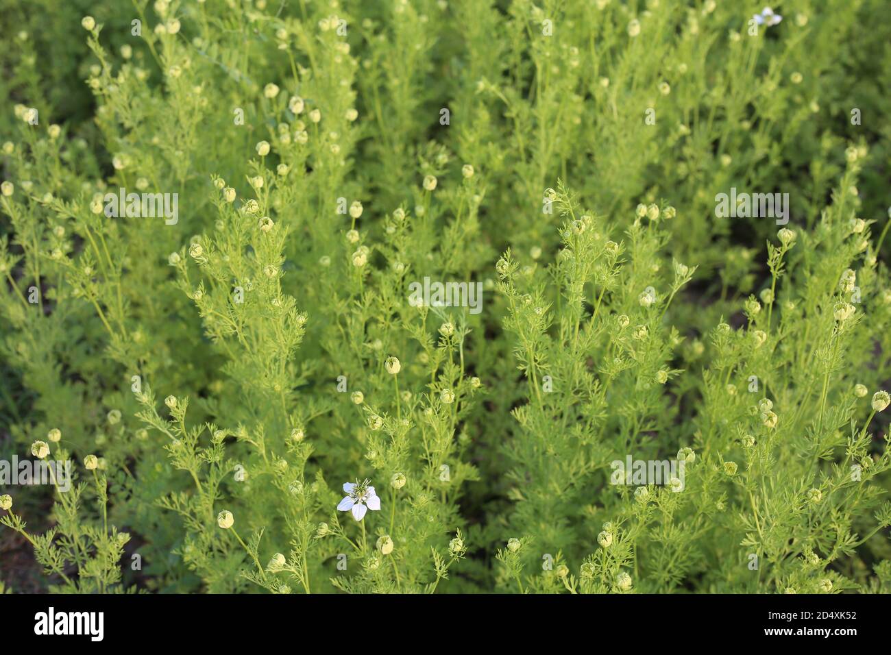 Green black cumin growing on the field with flower Stock Photo - Alamy