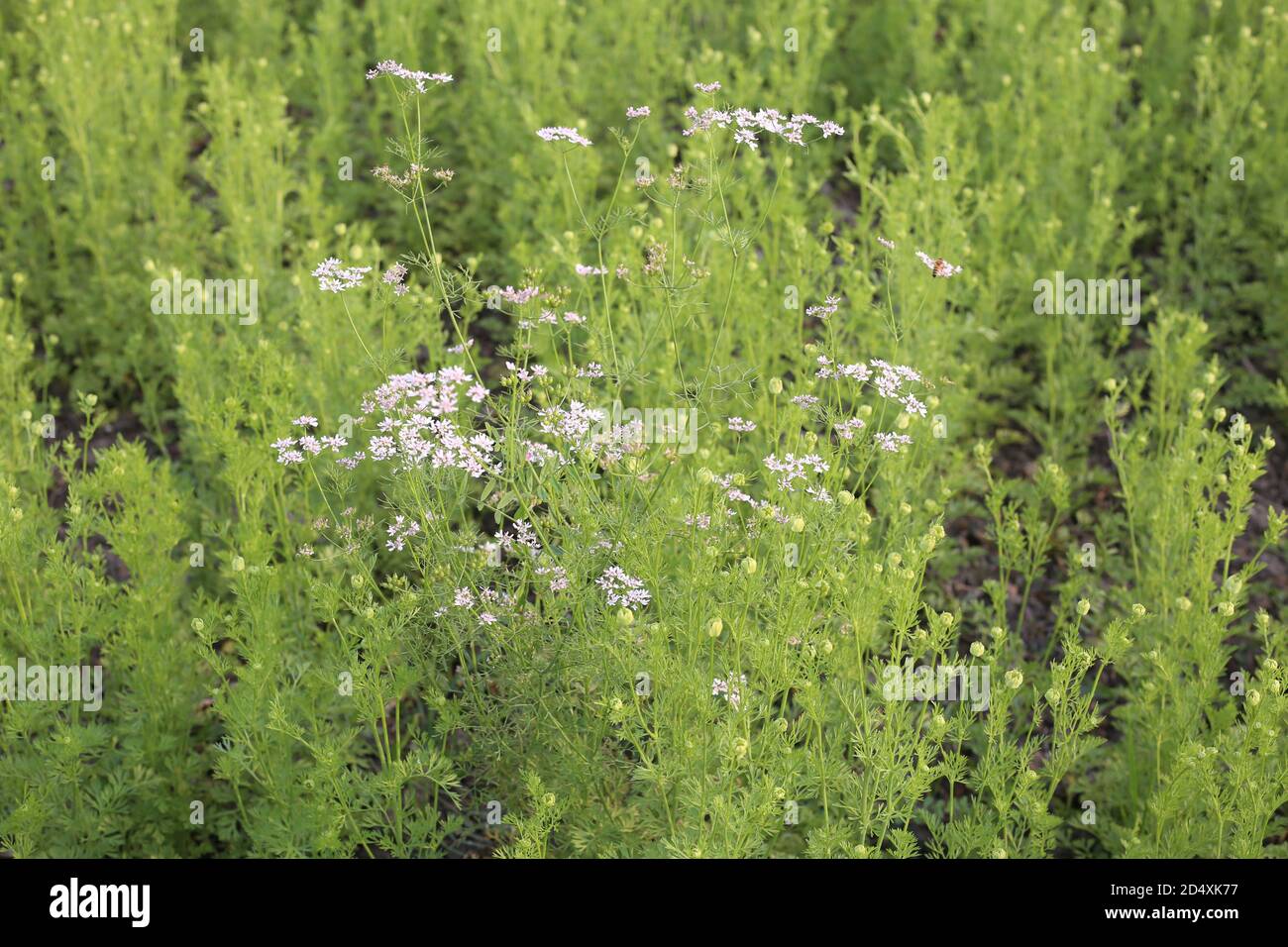 Green black cumin growing on the field with flower Stock Photo - Alamy