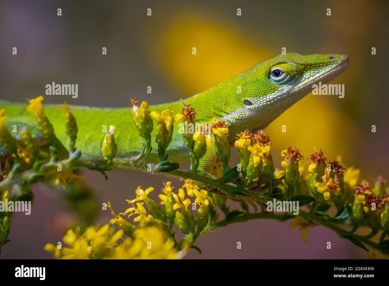 North american chameleon hi-res stock photography and images - Alamy