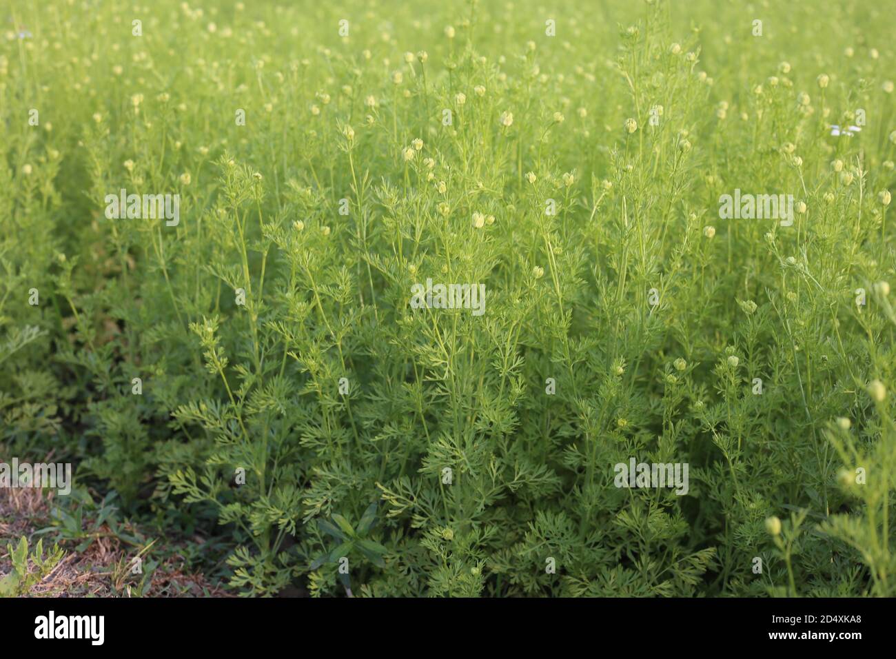 Benefits of black cumin hi-res stock photography and images - Alamy