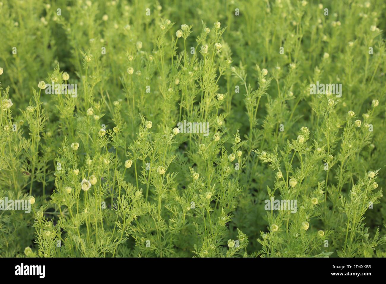 Green black cumin growing on the field with flower Stock Photo - Alamy