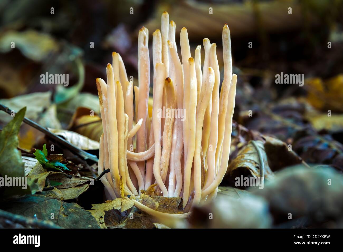 Clavaria hi-res stock photography and images - Alamy