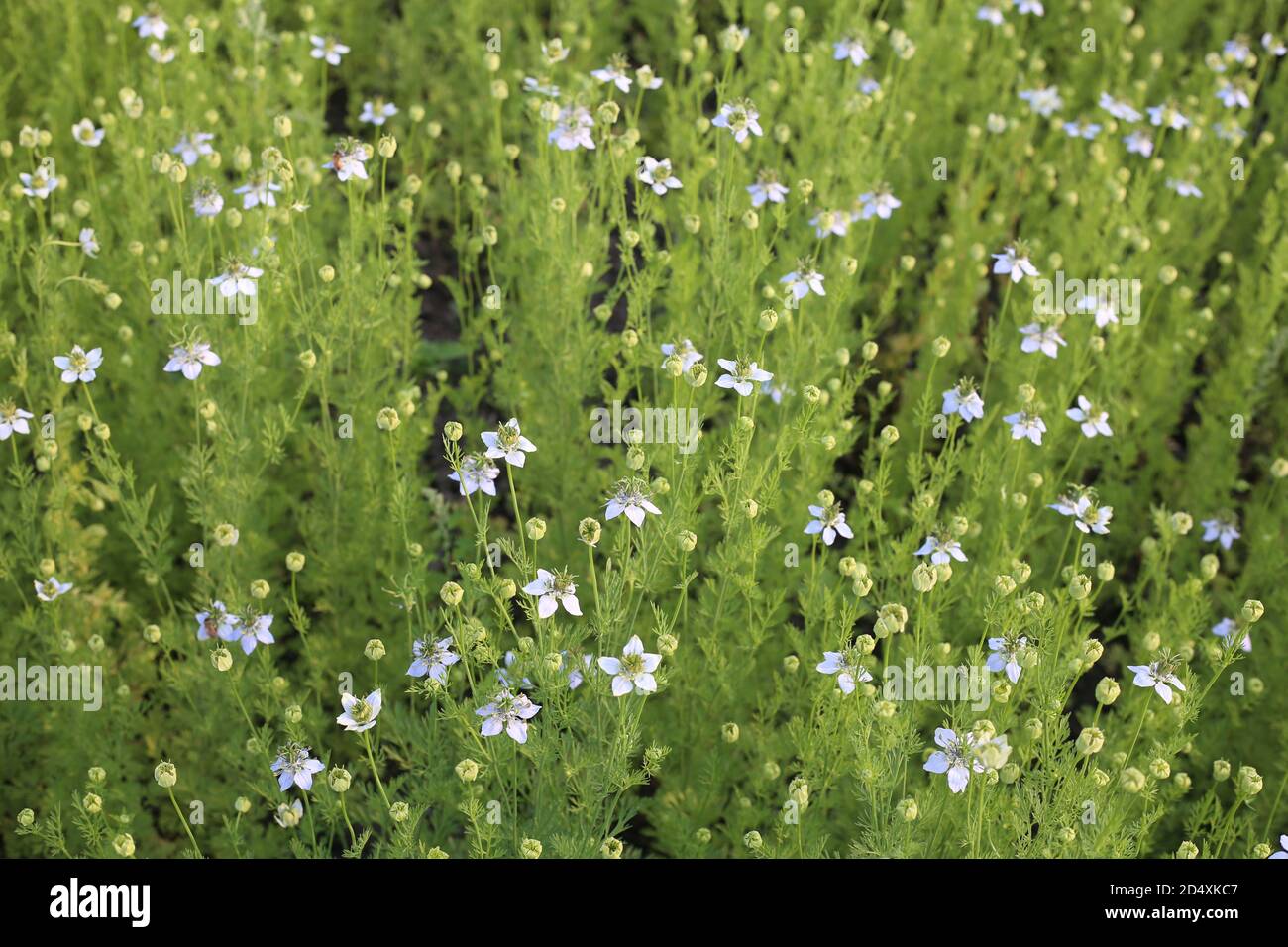 Green black cumin growing on the field with flower Stock Photo - Alamy