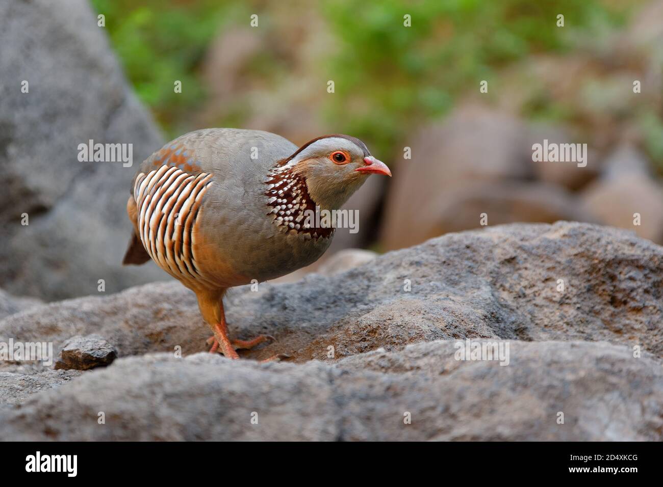 Partridge family hi-res stock photography and images - Alamy