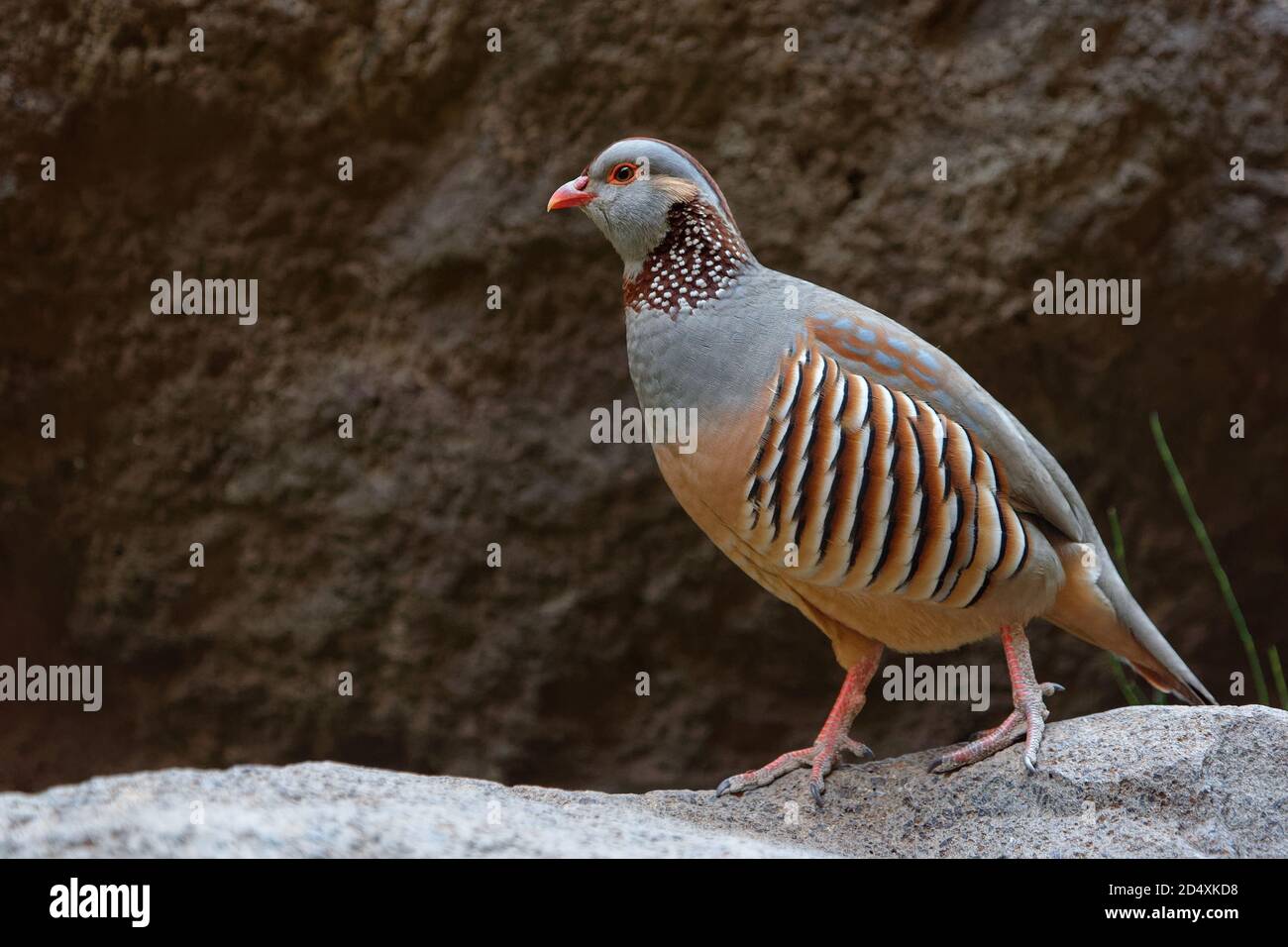 Barbary Partridge - Alectoris barbara is gamebird in the pheasant ...