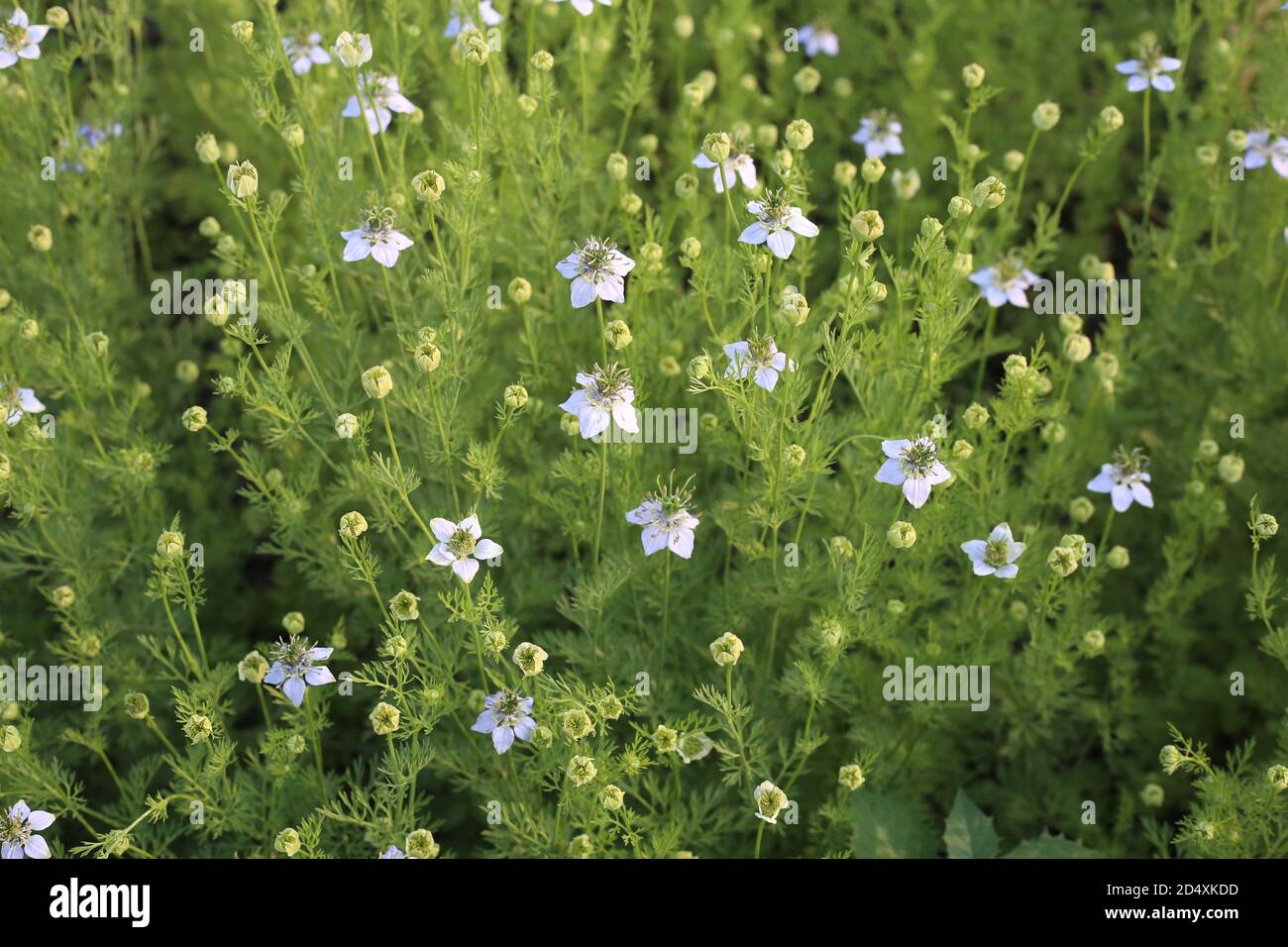 Green black cumin growing on the field with flower Stock Photo - Alamy