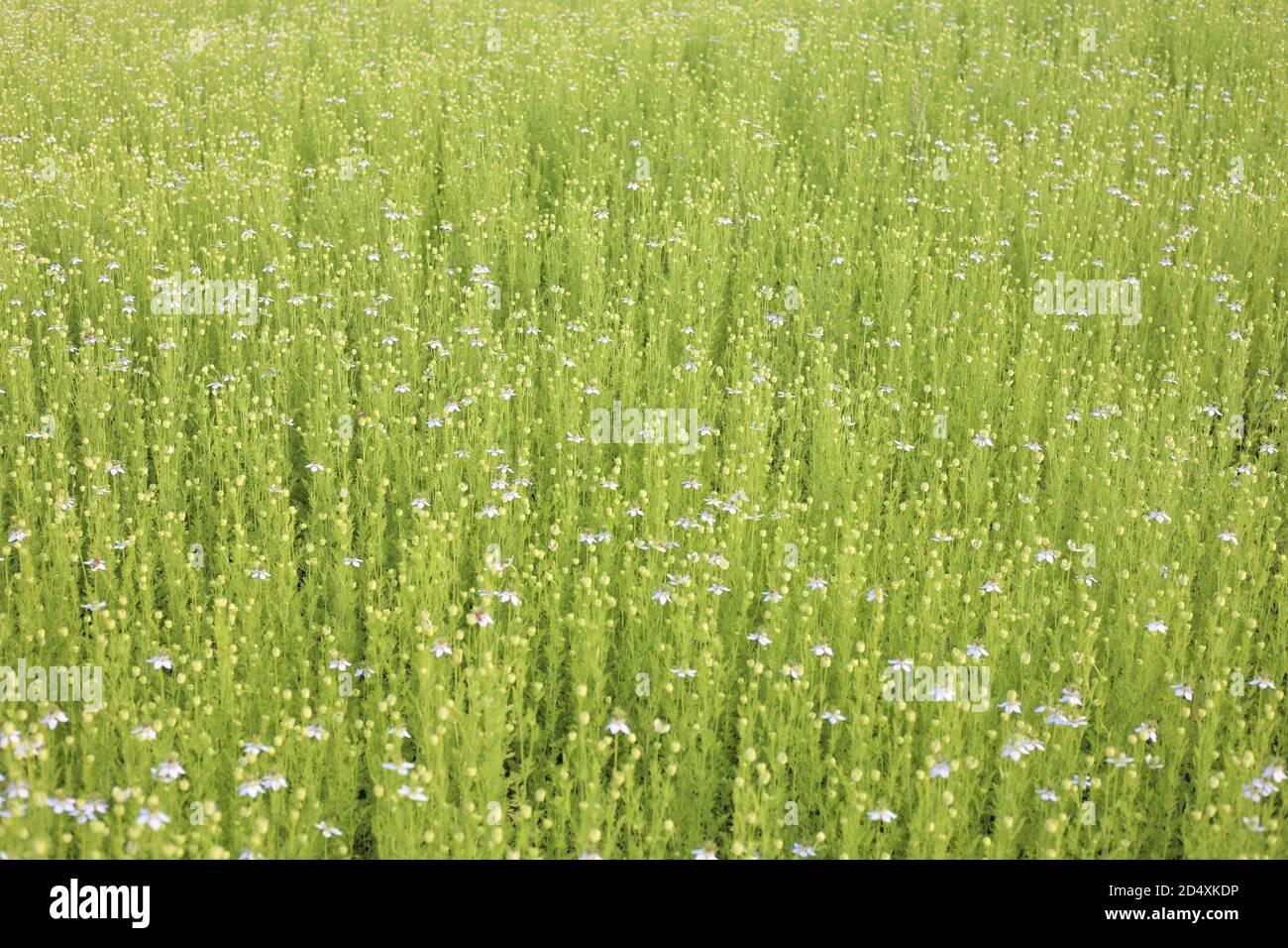 Green black cumin growing on the field with flower Stock Photo - Alamy