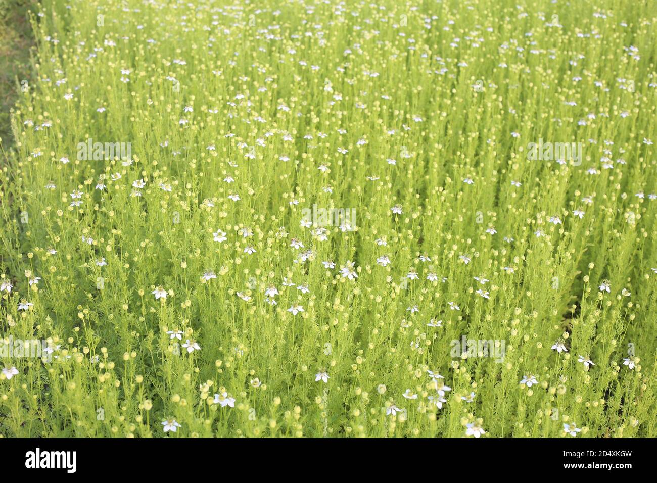 Green black cumin growing on the field with flower Stock Photo - Alamy