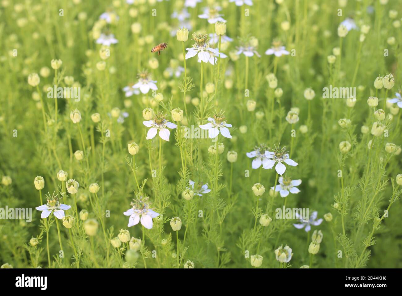 Green black cumin growing on the field with flower Stock Photo - Alamy