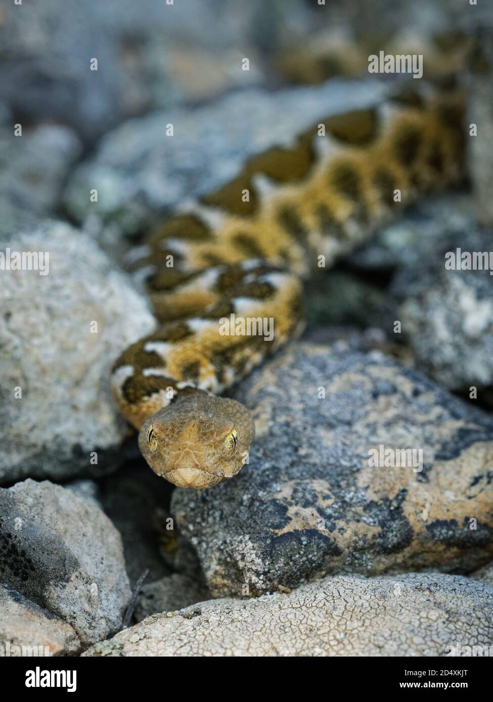 Horn Nose Viper Snake High Resolution Stock Photography and Images - Alamy