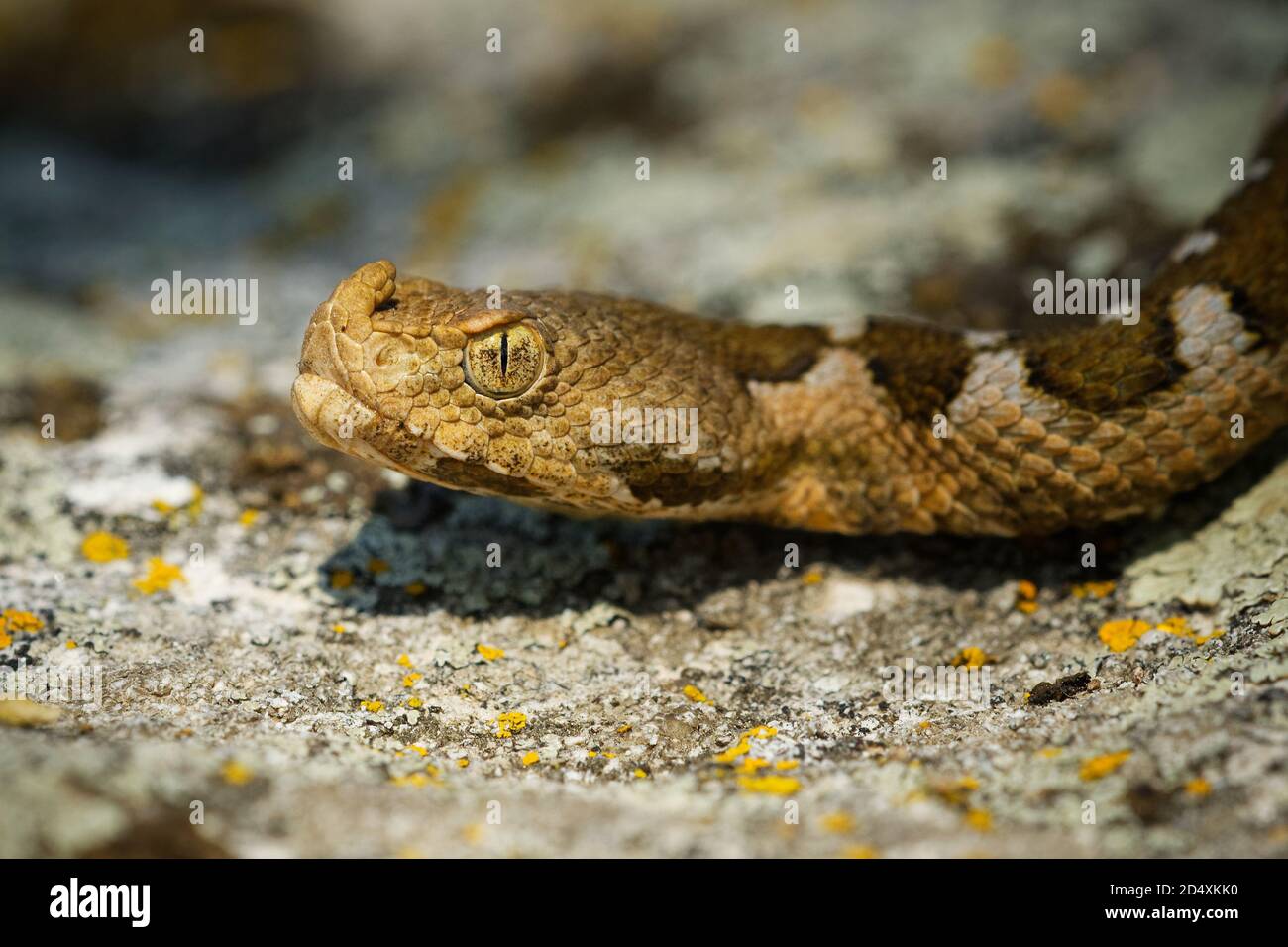 Horn Nose Viper Snake High Resolution Stock Photography and Images - Alamy