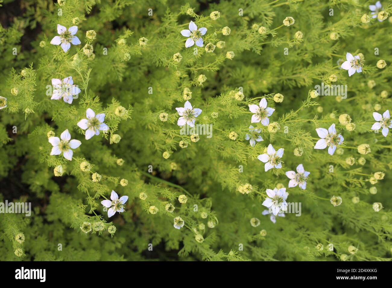 Green black cumin growing on the field with flower Stock Photo - Alamy