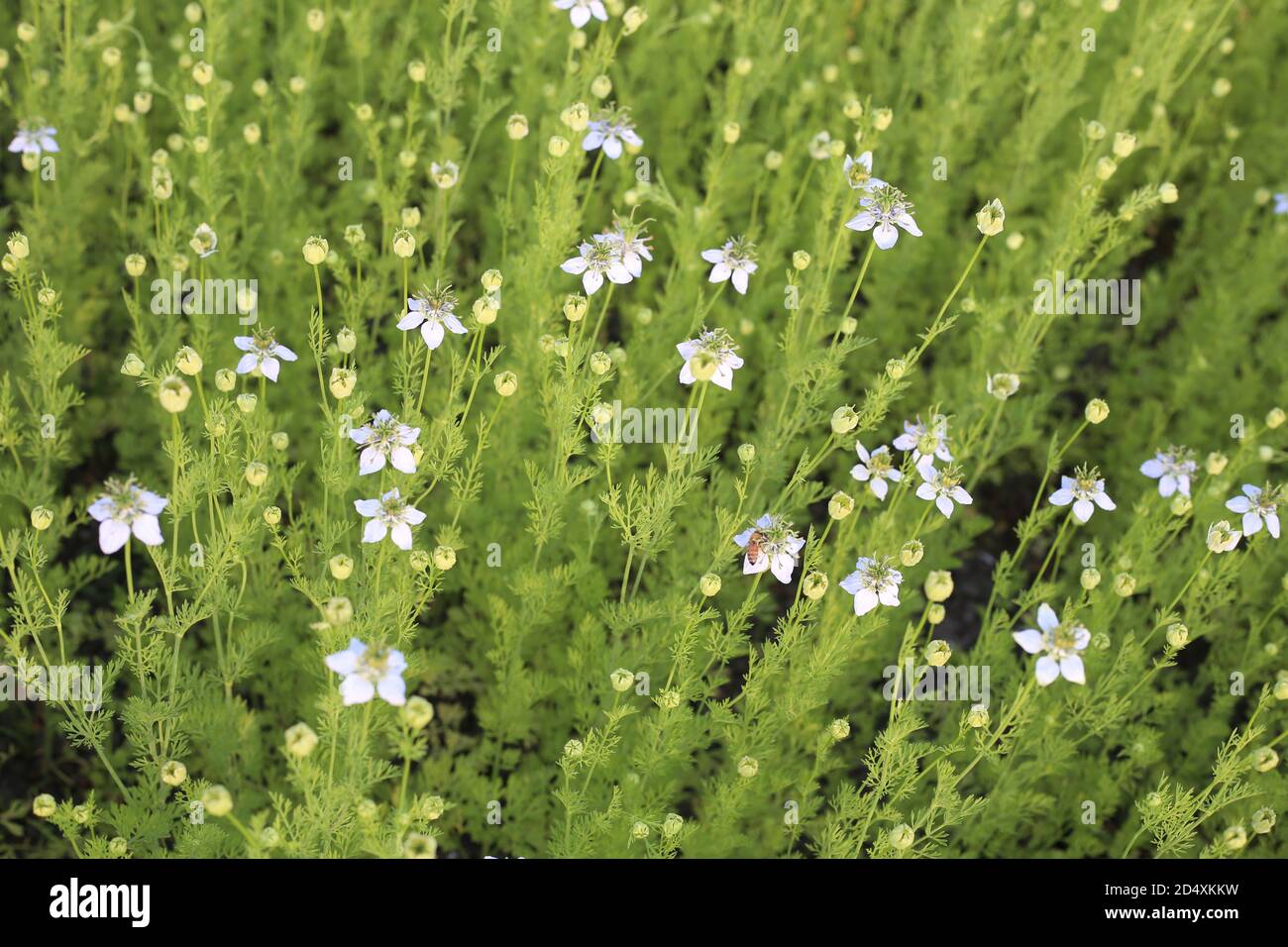 Green black cumin growing on the field with flower Stock Photo - Alamy