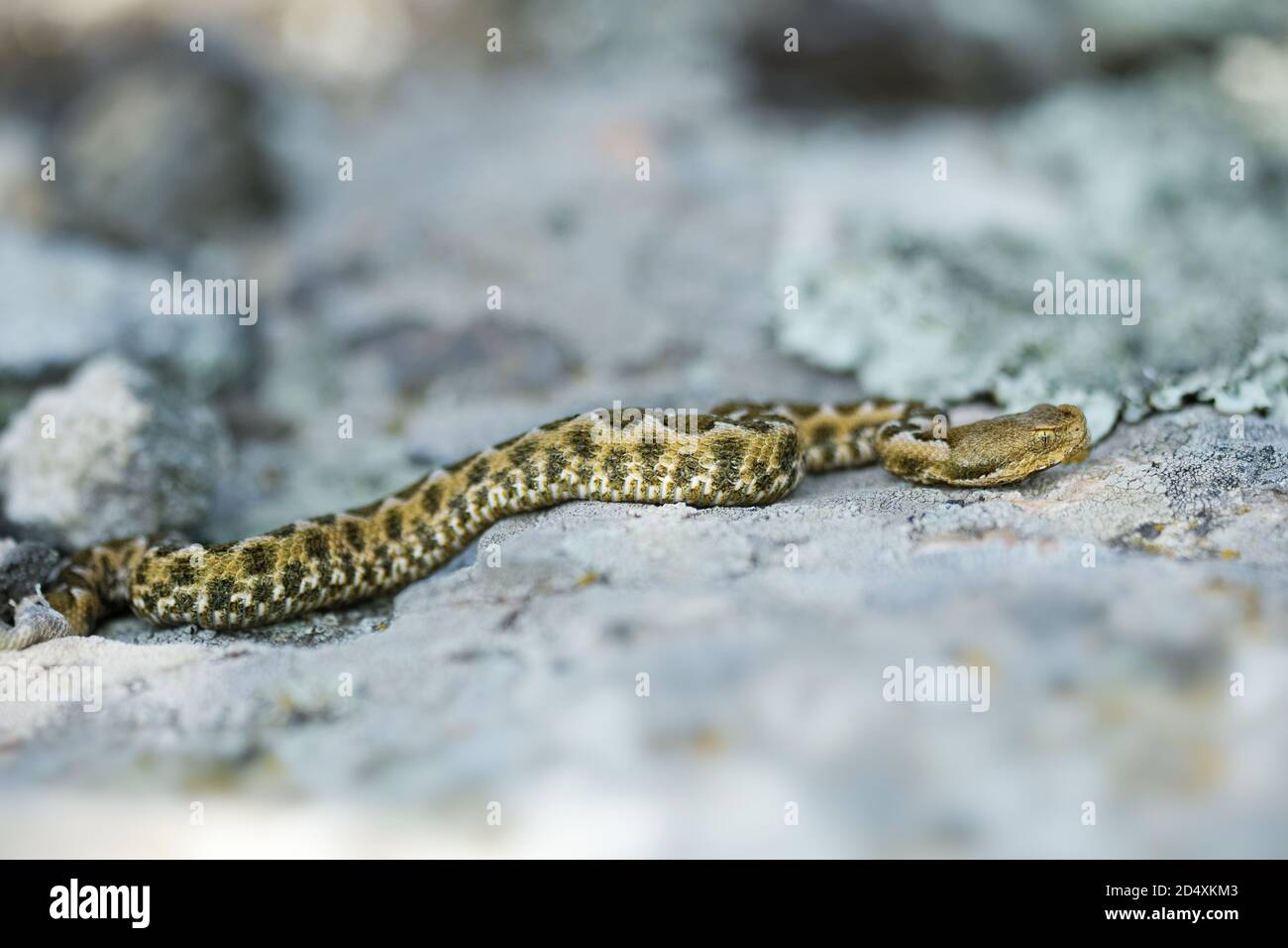 Nose horned viper vipera ammodytes hi-res stock photography and images ...