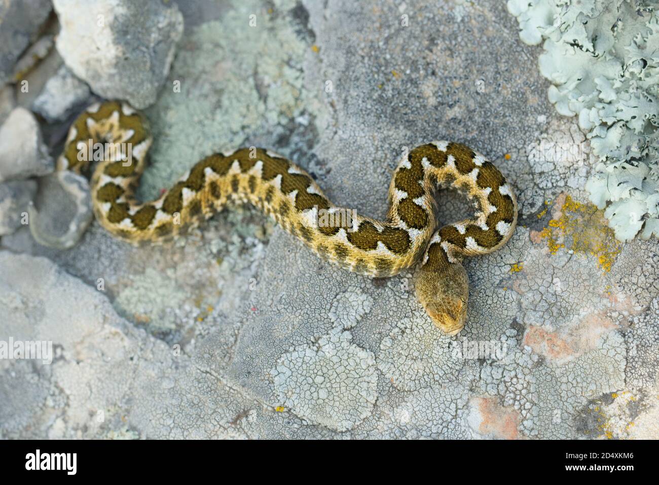 Nose-horned Viper - Vipera ammodytes also horned or long-nosed viper ...