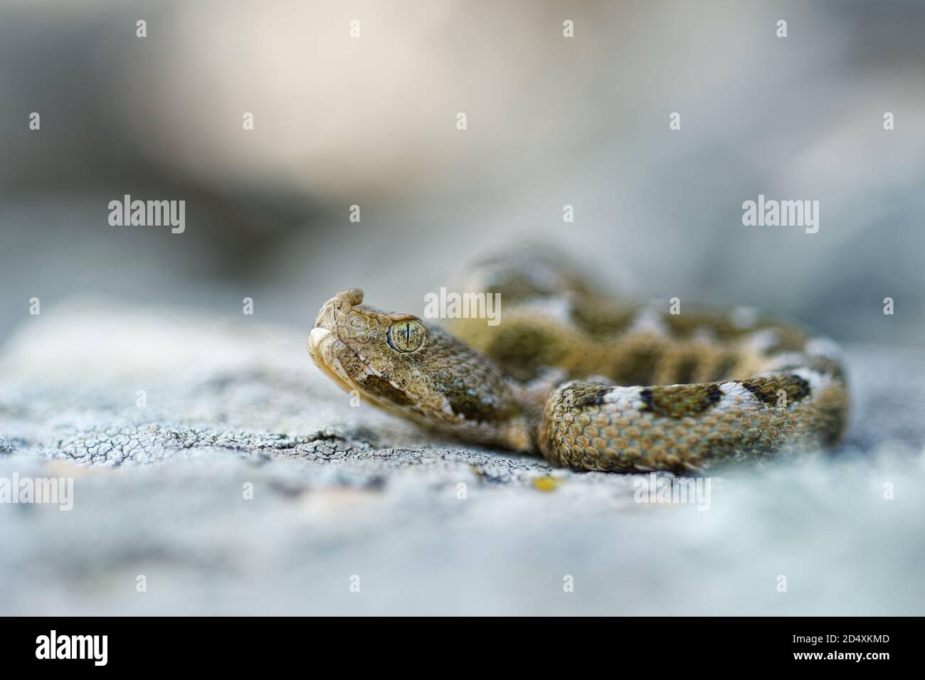Nose horned viper vipera ammodytes hi-res stock photography and images ...