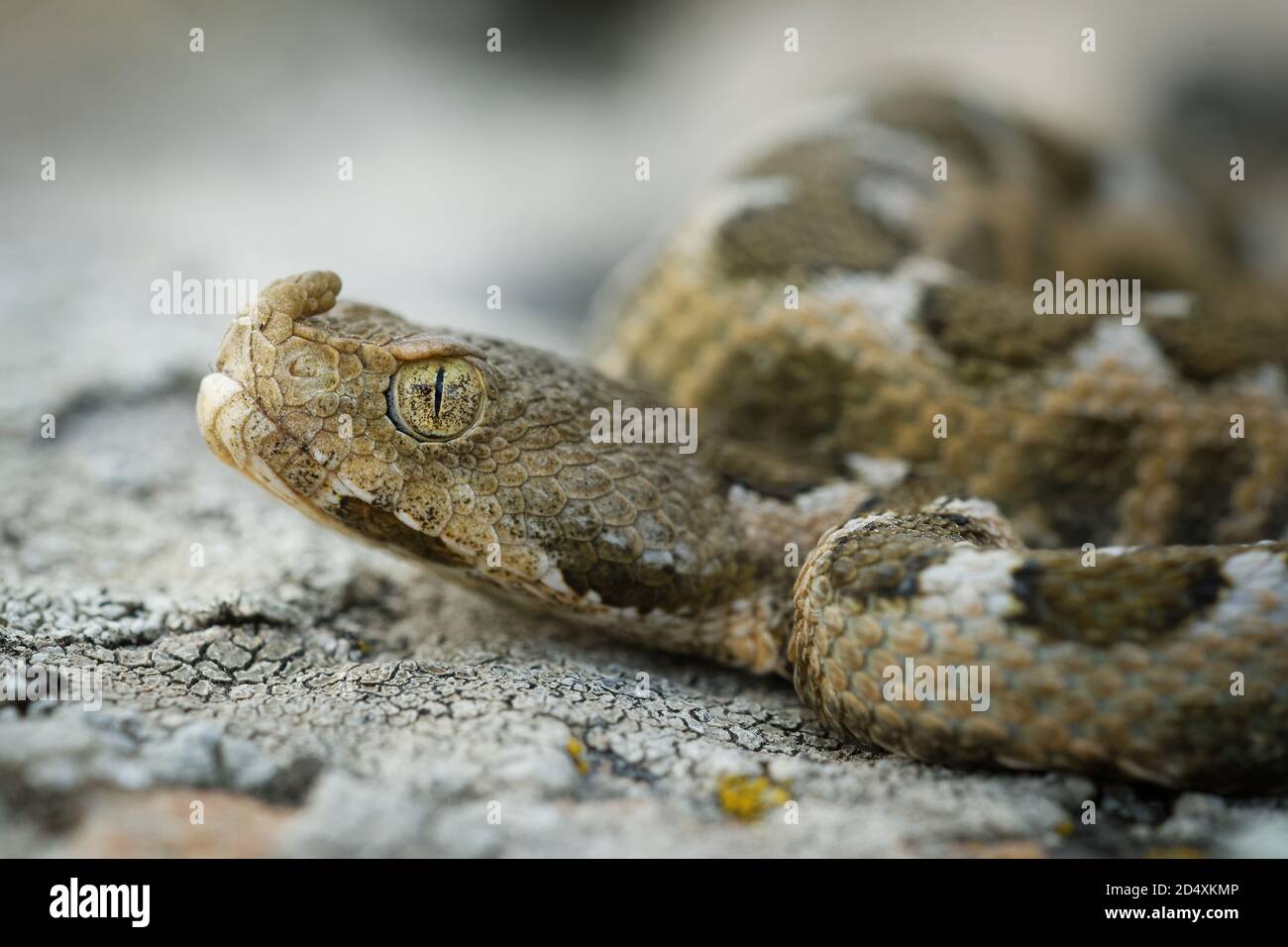 Horn Nose Viper Snake High Resolution Stock Photography and Images - Alamy