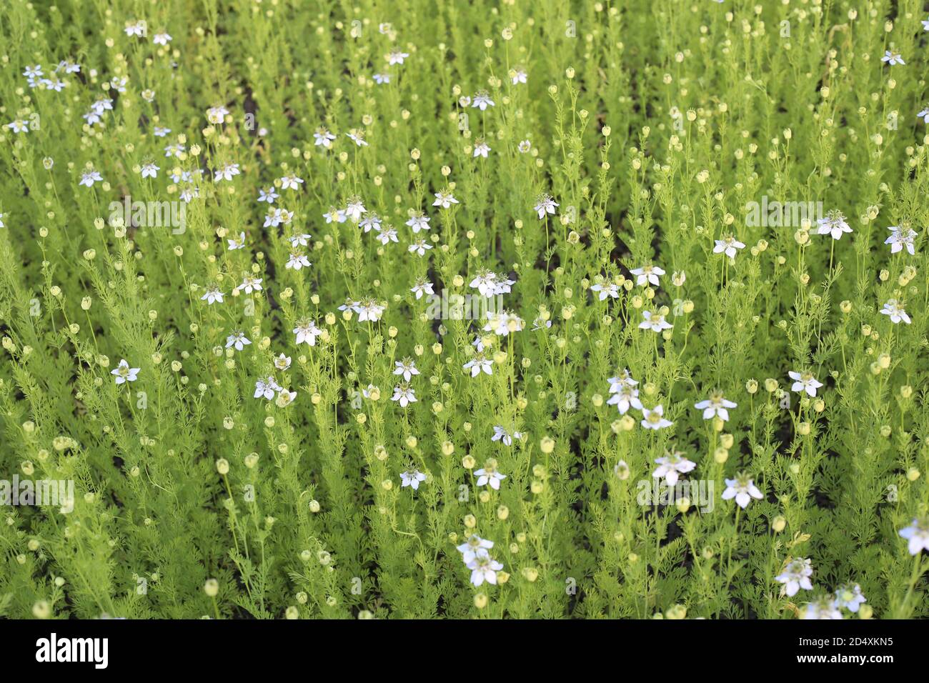 Green black cumin growing on the field with flower Stock Photo - Alamy