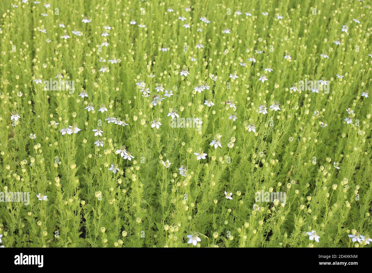 Green black cumin growing on the field with flower Stock Photo - Alamy