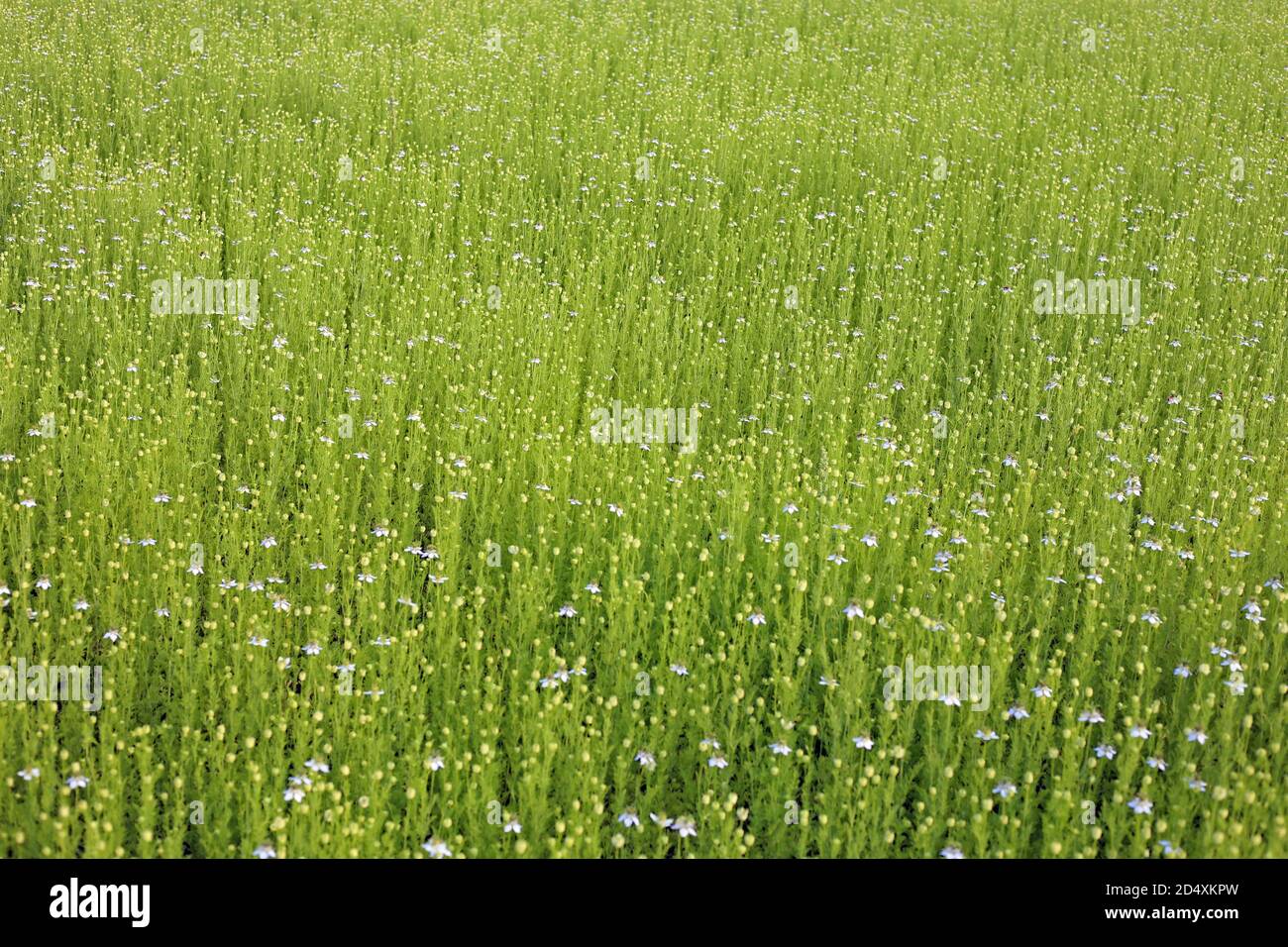 Green black cumin growing on the field with flower Stock Photo - Alamy