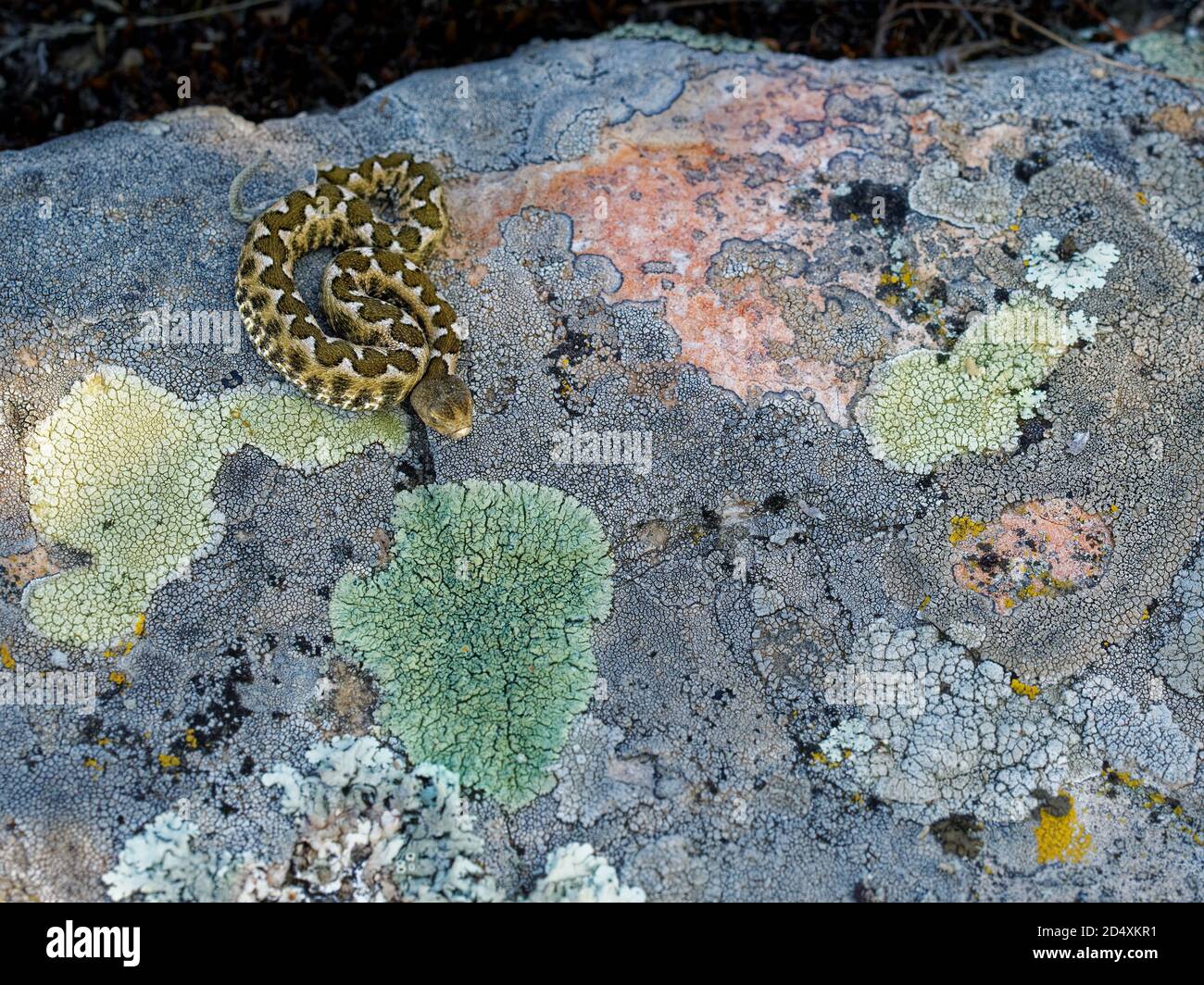 Horn Nose Viper Snake High Resolution Stock Photography and Images - Alamy