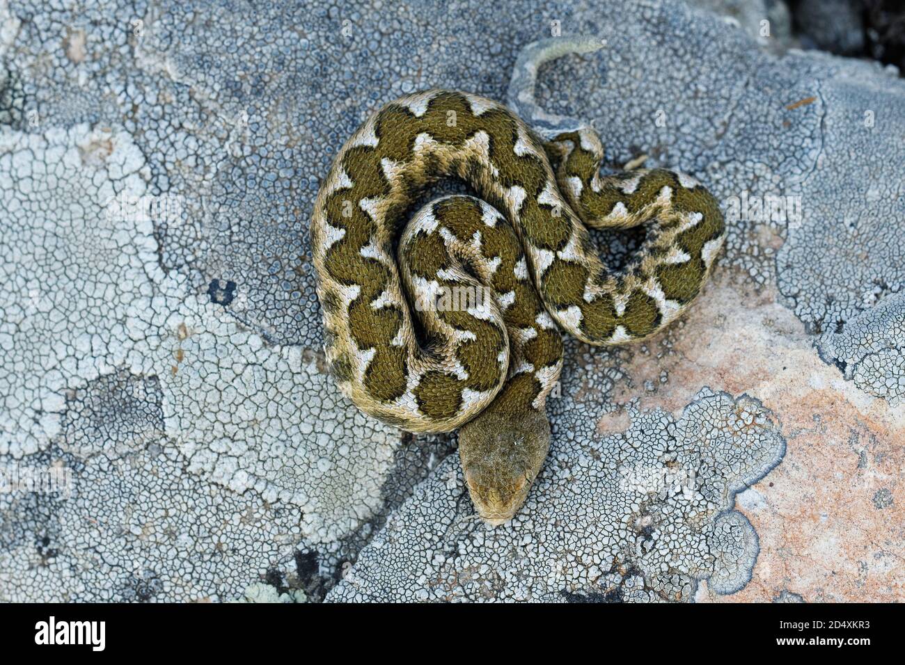 Horn nose viper snake hi-res stock photography and images - Alamy