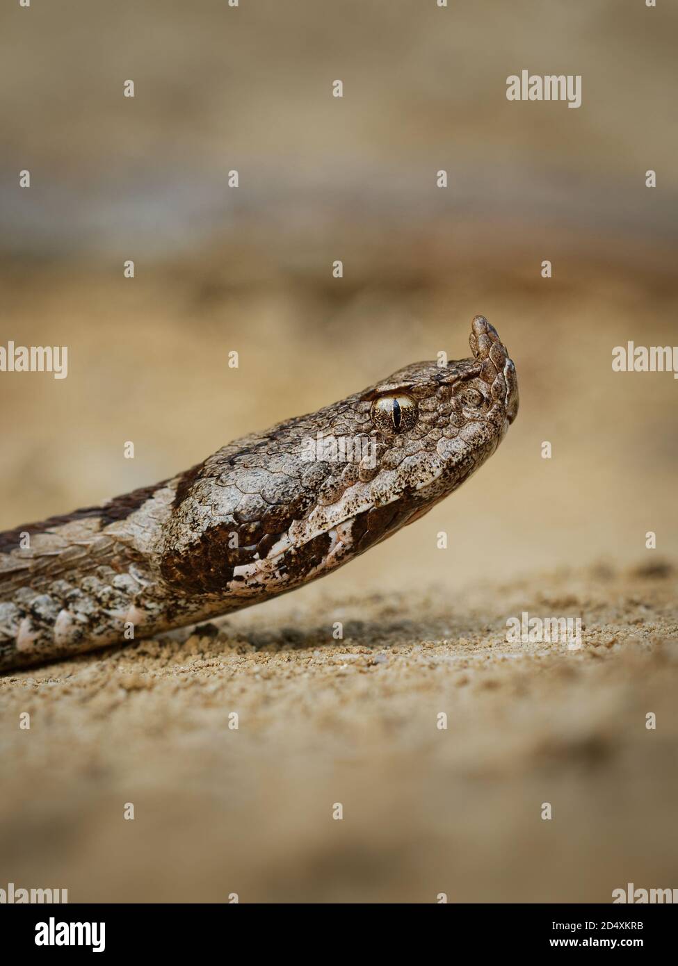 Nose horned viper vipera ammodytes hi-res stock photography and images ...