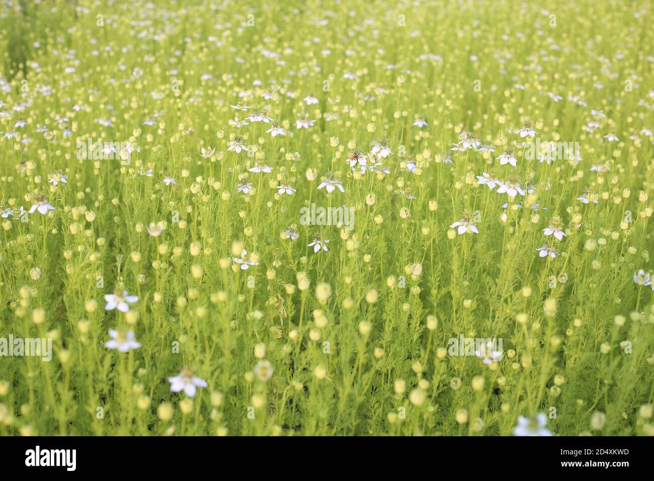 Black cumin seed tree hi-res stock photography and images - Alamy