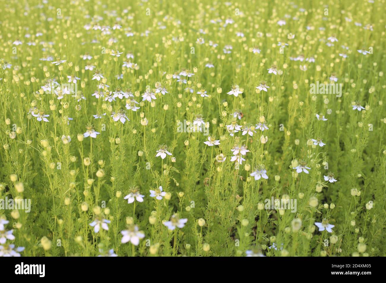 Green black cumin growing on the field with flower Stock Photo - Alamy