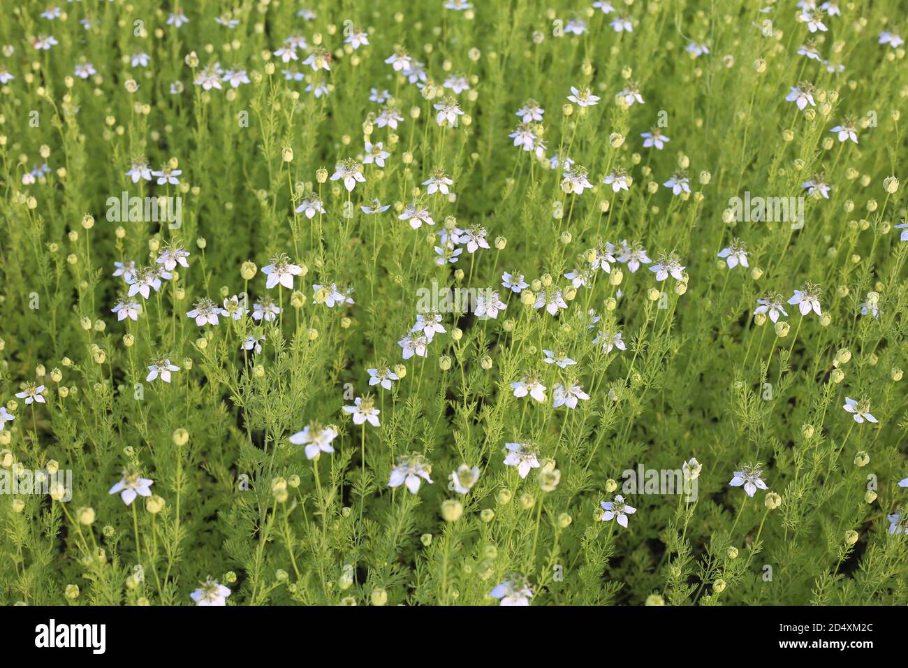 Green black cumin growing on the field with flower Stock Photo - Alamy
