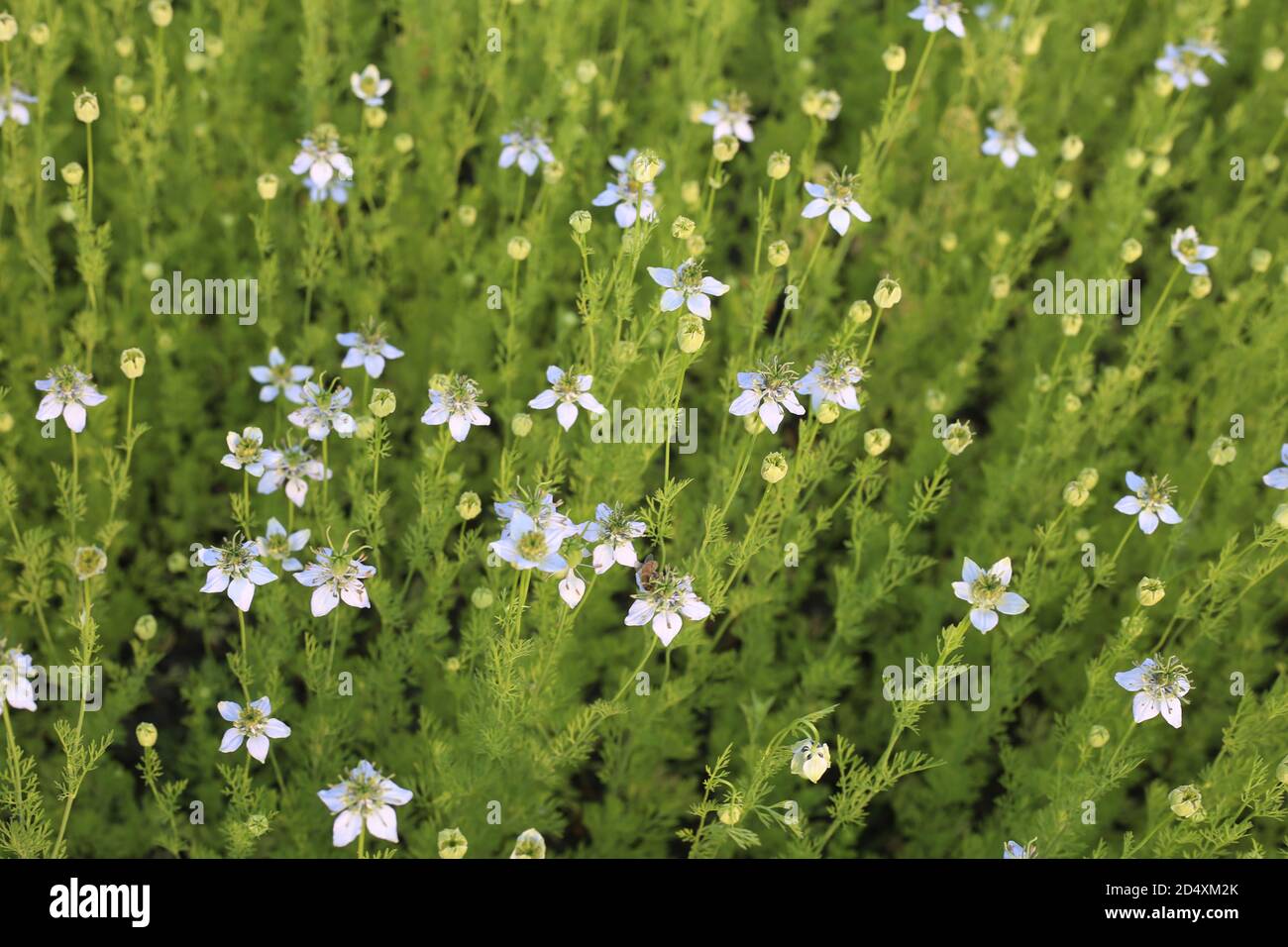 Green black cumin growing on the field with flower Stock Photo - Alamy