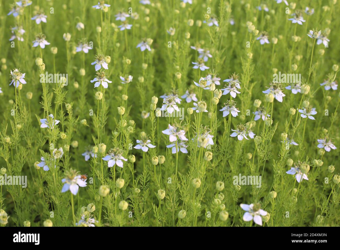 Green black cumin growing on the field with flower Stock Photo - Alamy