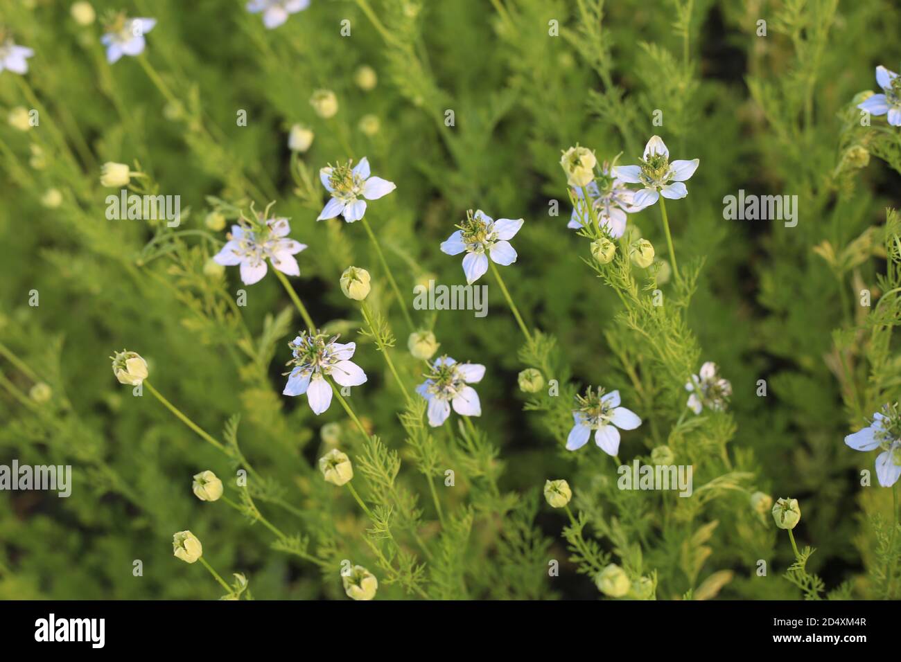Green black cumin growing on the field with flower Stock Photo - Alamy