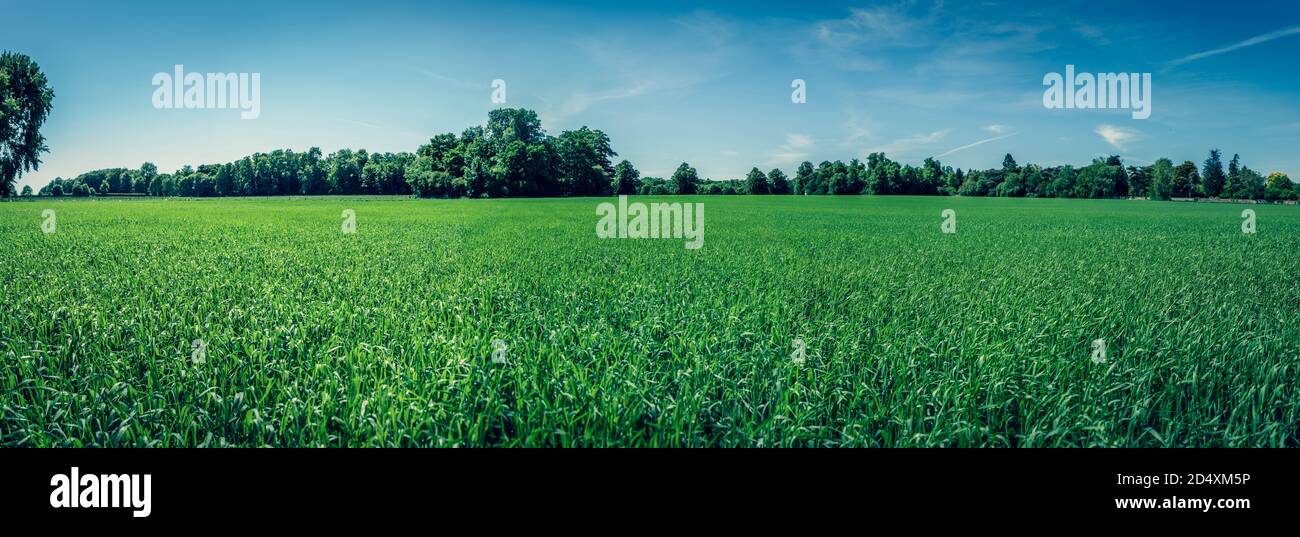 Panorama of a new green wheat field with trees and hedges in the ...